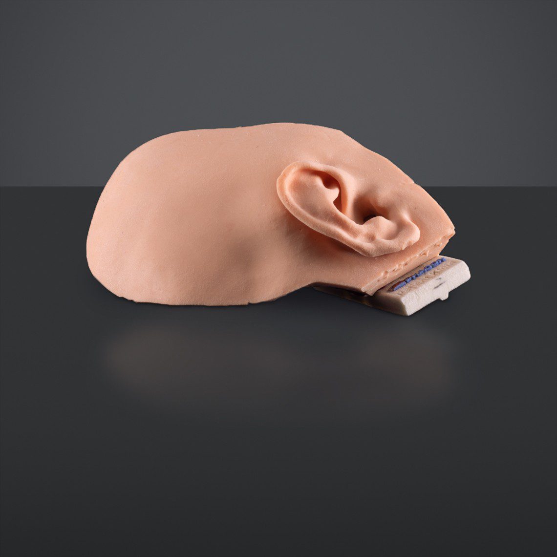 [TF-kf] PHACON Temporal Bone Model "Klein" - middle ear