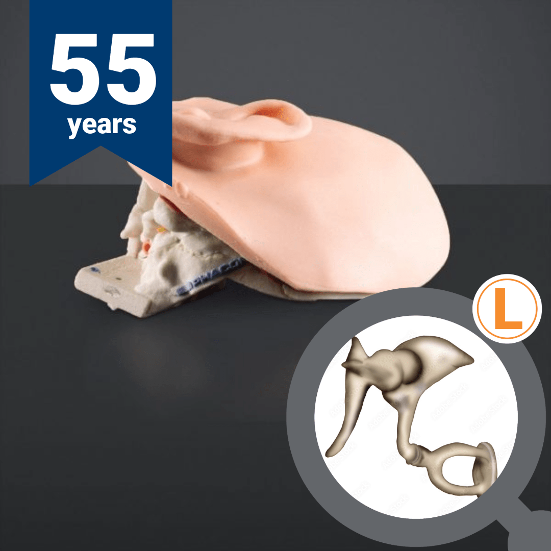 [TF-baa] PHACON Temporal Bone Model "Schmidt" - with skin and flexible ...
