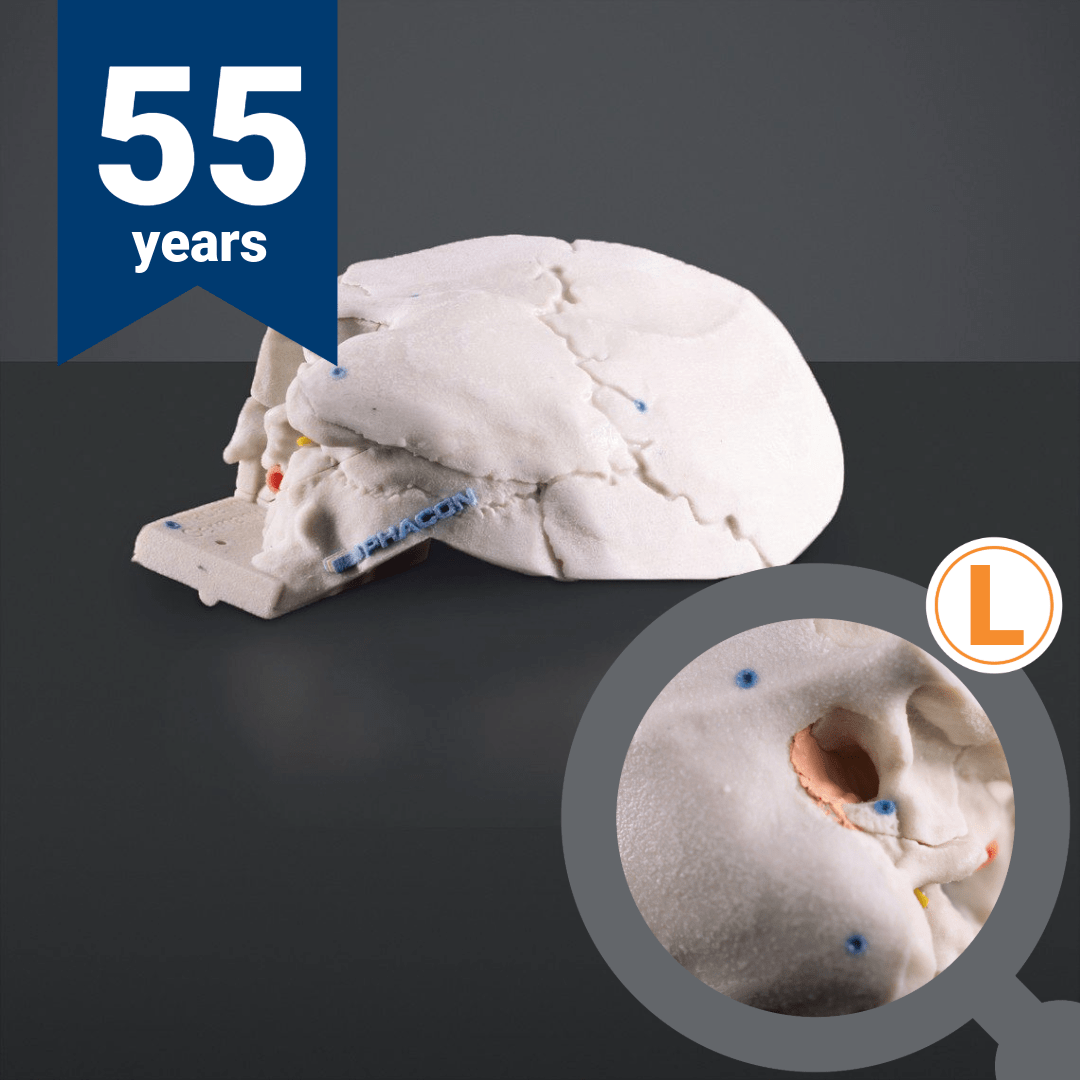 [TF-bax] Temporal Bone Model "Schmidt"—ear canal, middle ear