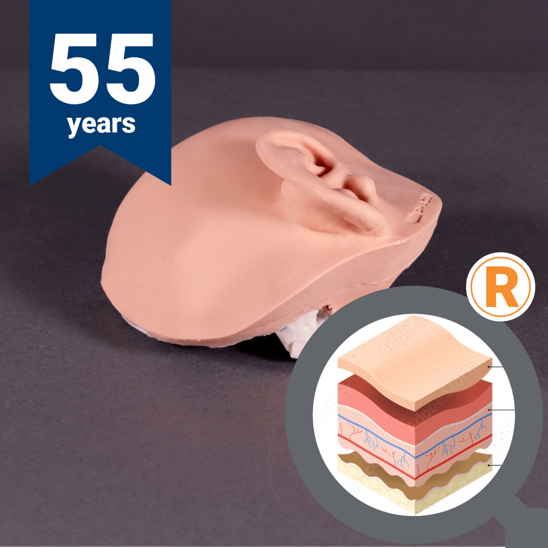 [TF-bbc] PHACON Temporal Bone Model "Schmidt" - skin three layers